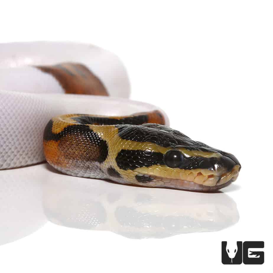 Ball Pythons For Sale - Underground Reptiles