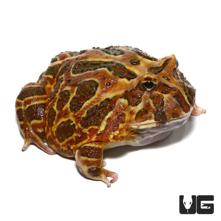 Pacmans & Pixie Frogs For Sale - Underground Reptiles