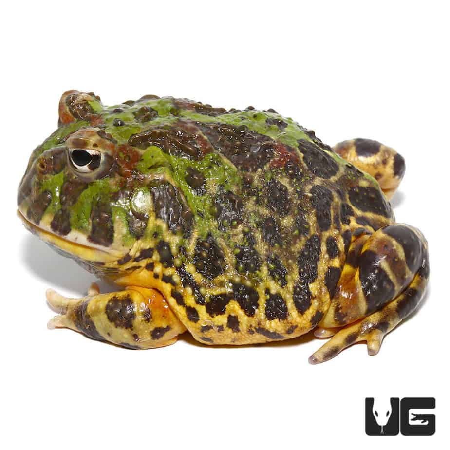 Camo Pacman Frogs For Sale - Underground Reptiles