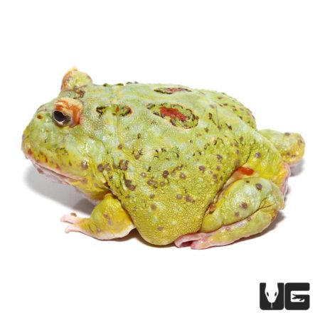 Adult Matcha Pacman Frog #2 For Sale (Ceratophrys cranwelli ...