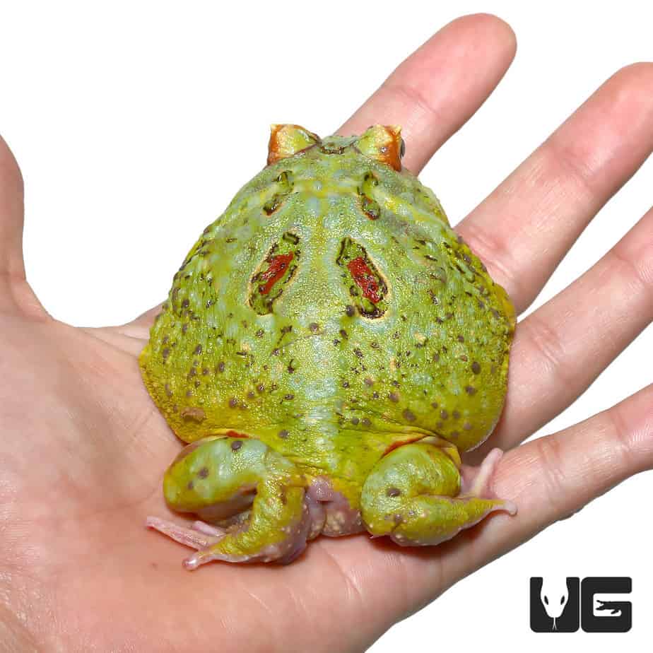 Adult Matcha Pacman Frog #2 For Sale (Ceratophrys cranwelli ...