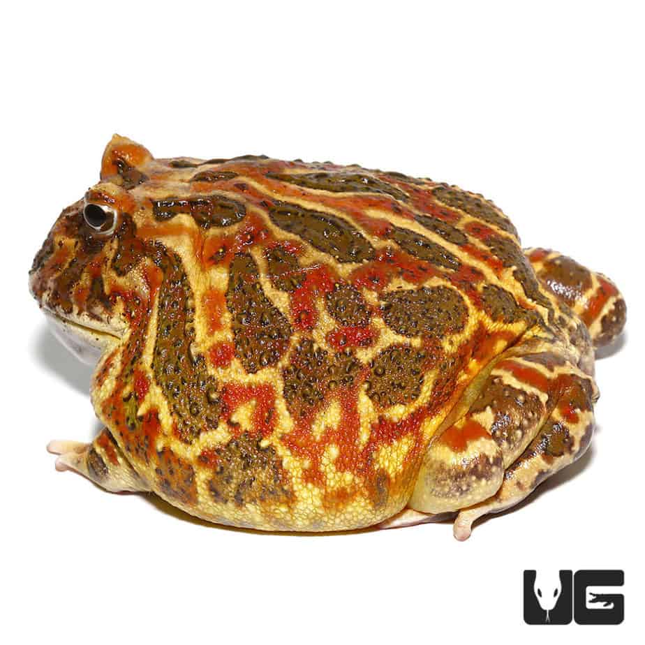 Adult Coffee Pacman Frogs For Sale - Underground Reptiles