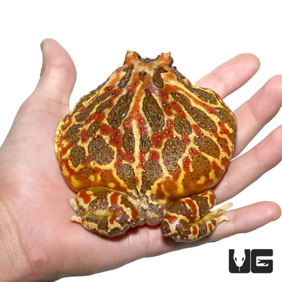 Adult Coffee Pacman Frogs For Sale - Underground Reptiles