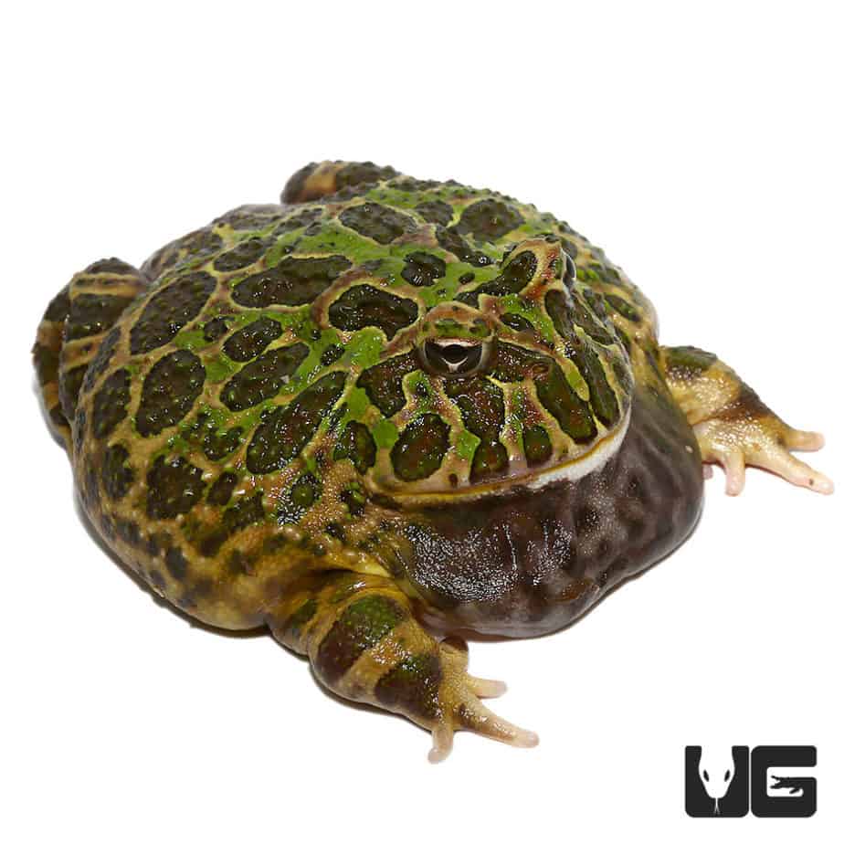 Camo Pacman Frogs For Sale - Underground Reptiles