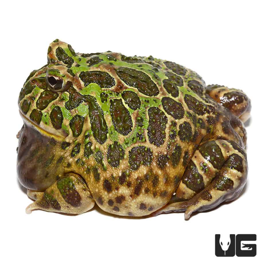 Camo Pacman Frogs For Sale - Underground Reptiles