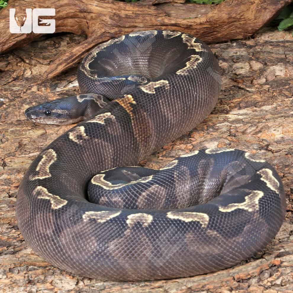 Ball Pythons For Sale - Underground Reptiles