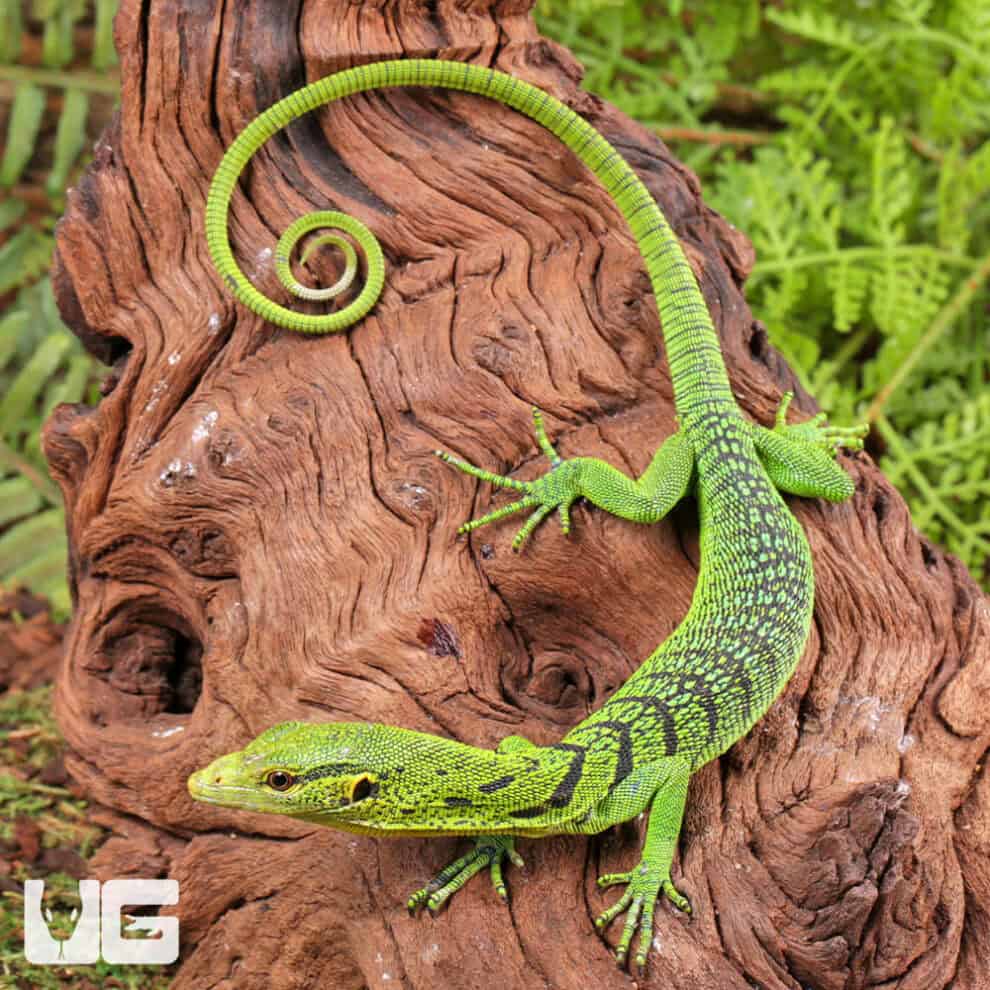 Baby Green Tree Monitor For Sale - Underground Reptiles