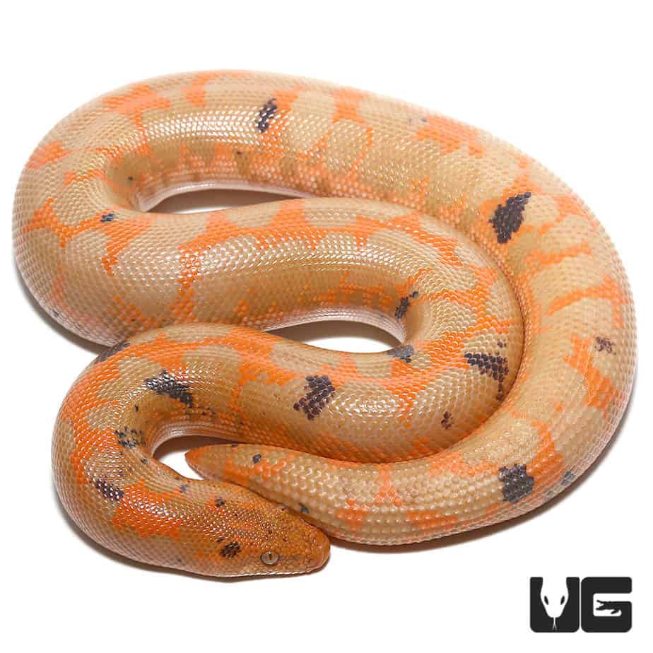 Adult Albino Paradox Kenyan Sand Boas (Eryx colubrinus) For Sale ...