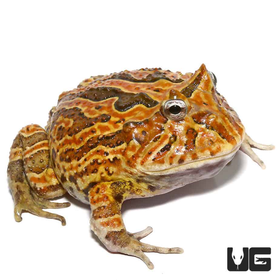 Brown Fantasy Pacman Frogs For Sale - Underground Reptiles