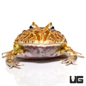 Pacmans & Pixie Frogs For Sale - Underground Reptiles