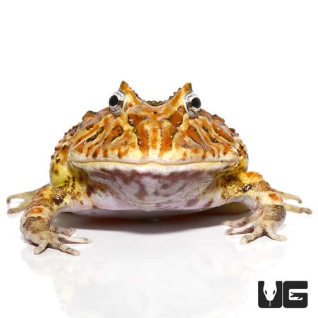 Brown Fantasy Pacman Frogs For Sale - Underground Reptiles