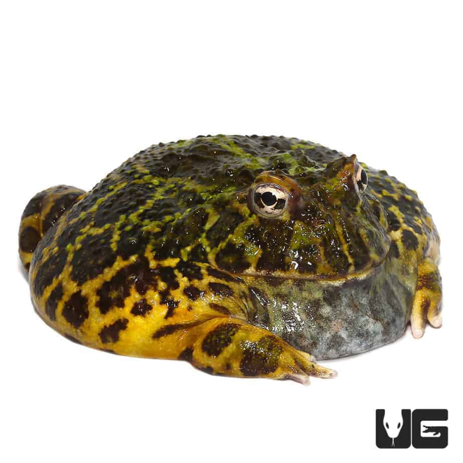 Pacmans & Pixie Frogs For Sale - Underground Reptiles