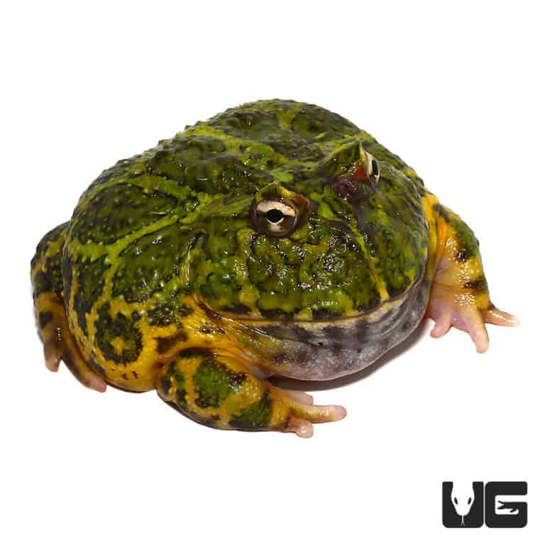 Dragon Wing Ornate Pacman For Sale - Underground Reptiles