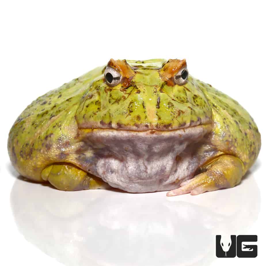 Adult Peppermint Pacman Frogs (Ceratophrys cranwelli) For Sale ...