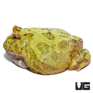 Adult Peppermint Pacman Frogs (Ceratophrys cranwelli) For Sale ...