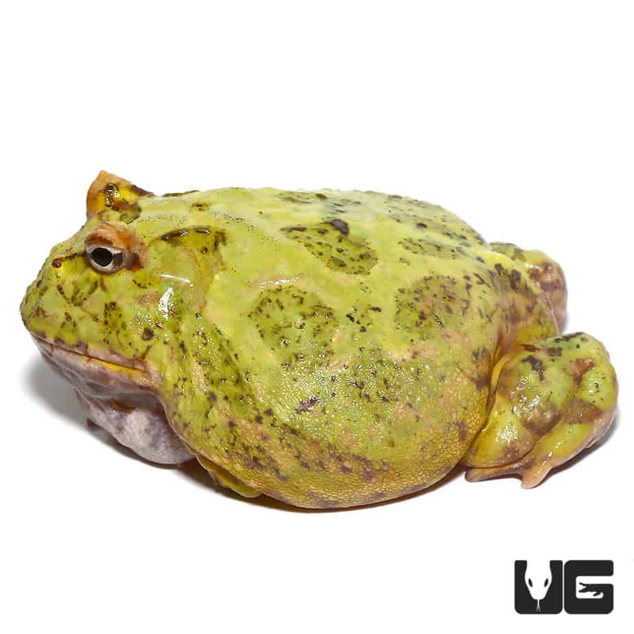 Adult Peppermint Pacman Frogs (Ceratophrys cranwelli) For Sale ...