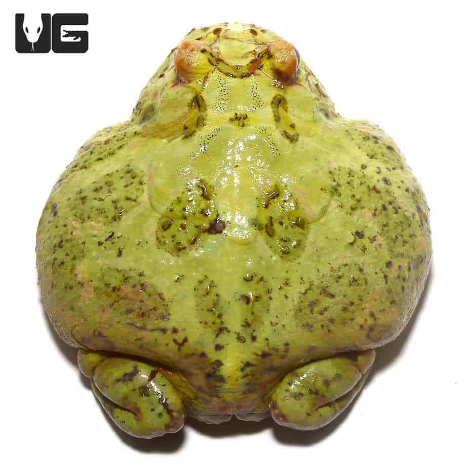 Adult Peppermint Pacman Frogs (Ceratophrys cranwelli) For Sale ...