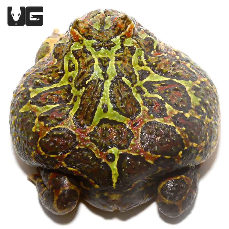 Ornate Pacman Frogs (Ceratophrys ornata) For Sale - Underground Reptiles