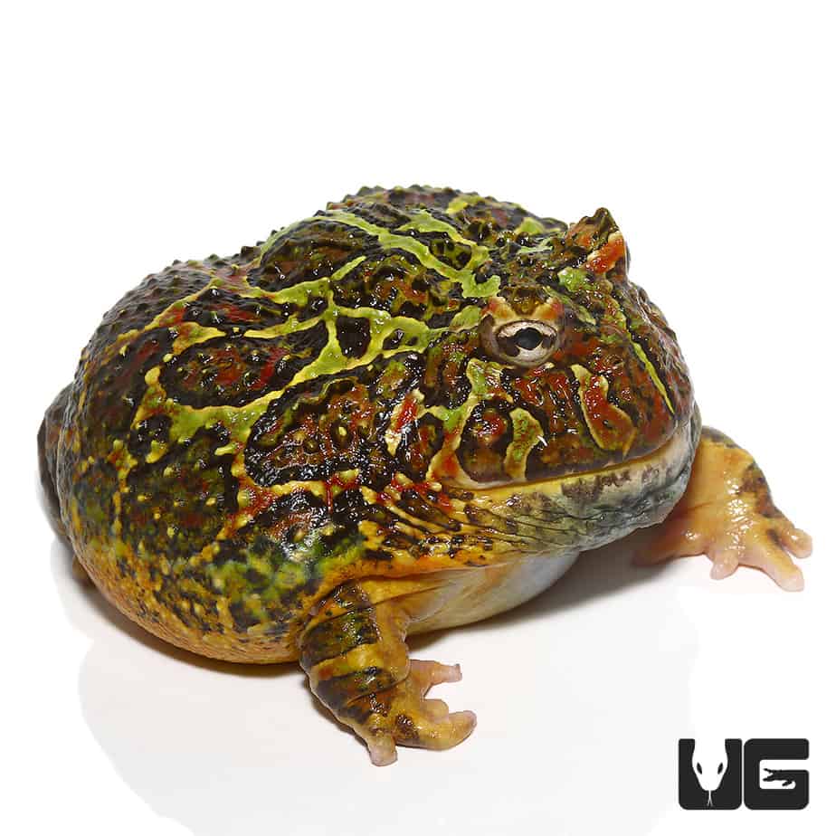 Ornate Pacman Frogs (Ceratophrys ornata) For Sale - Underground Reptiles