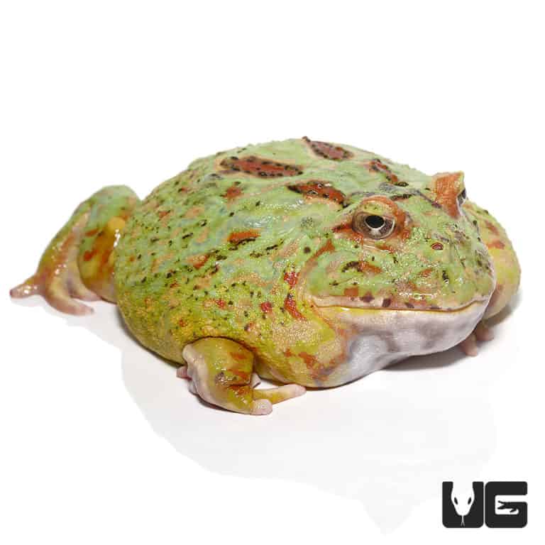Adult Matcha Pacman Frog For Sale - Underground Reptiles