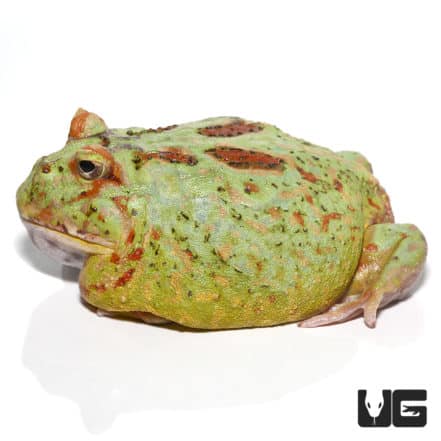 Adult Matcha Pacman Frog For Sale - Underground Reptiles