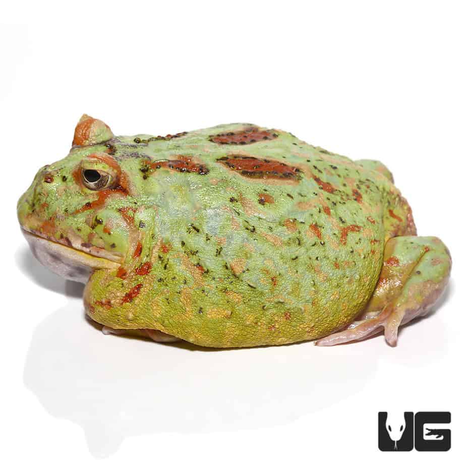 Adult Matcha Pacman Frog For Sale - Underground Reptiles