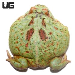 Adult Matcha Pacman Frog For Sale - Underground Reptiles