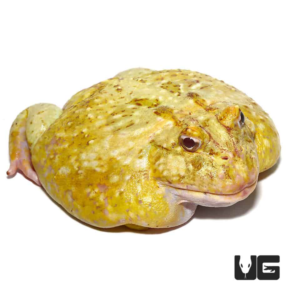 Pacmans & Pixie Frogs For Sale - Underground Reptiles