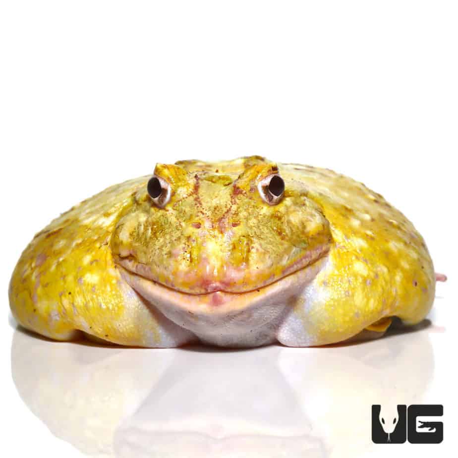 Pacmans & Pixie Frogs For Sale - Underground Reptiles