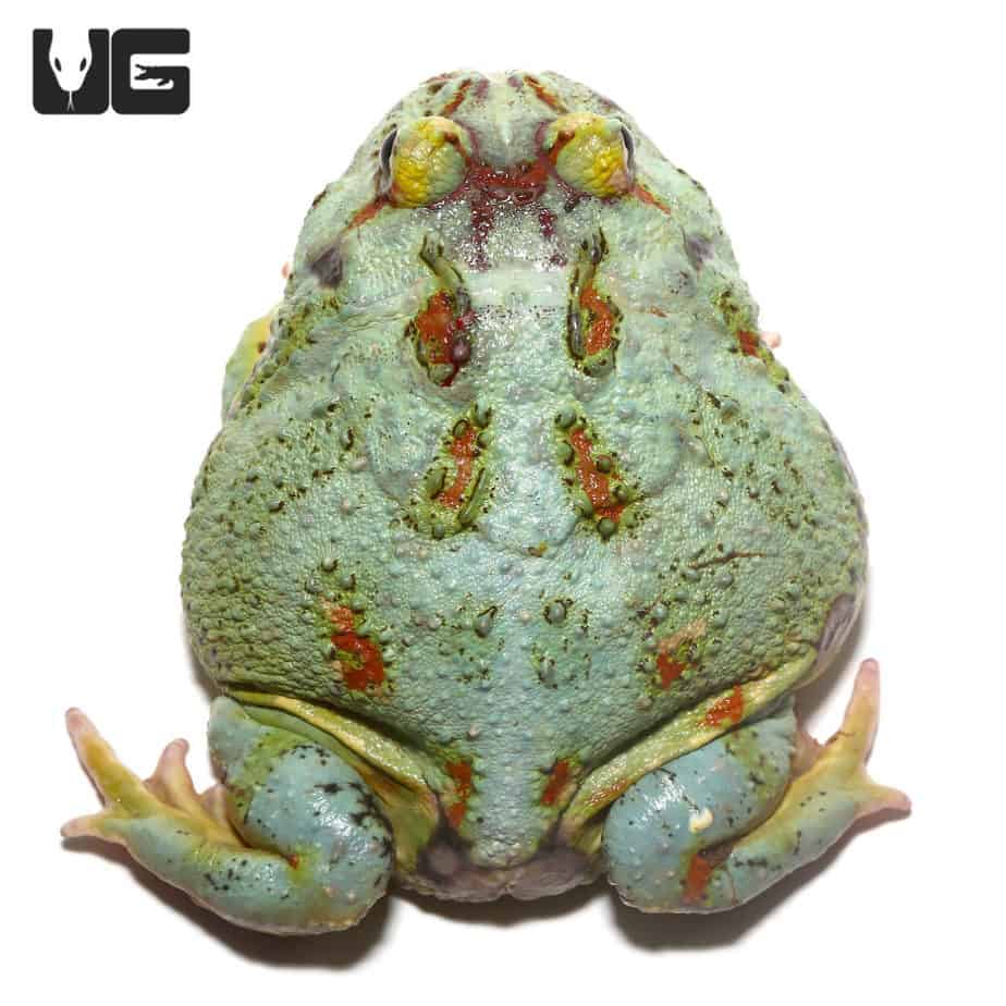 Samurai Blue Pacman Frog For Sale - Underground Reptiles