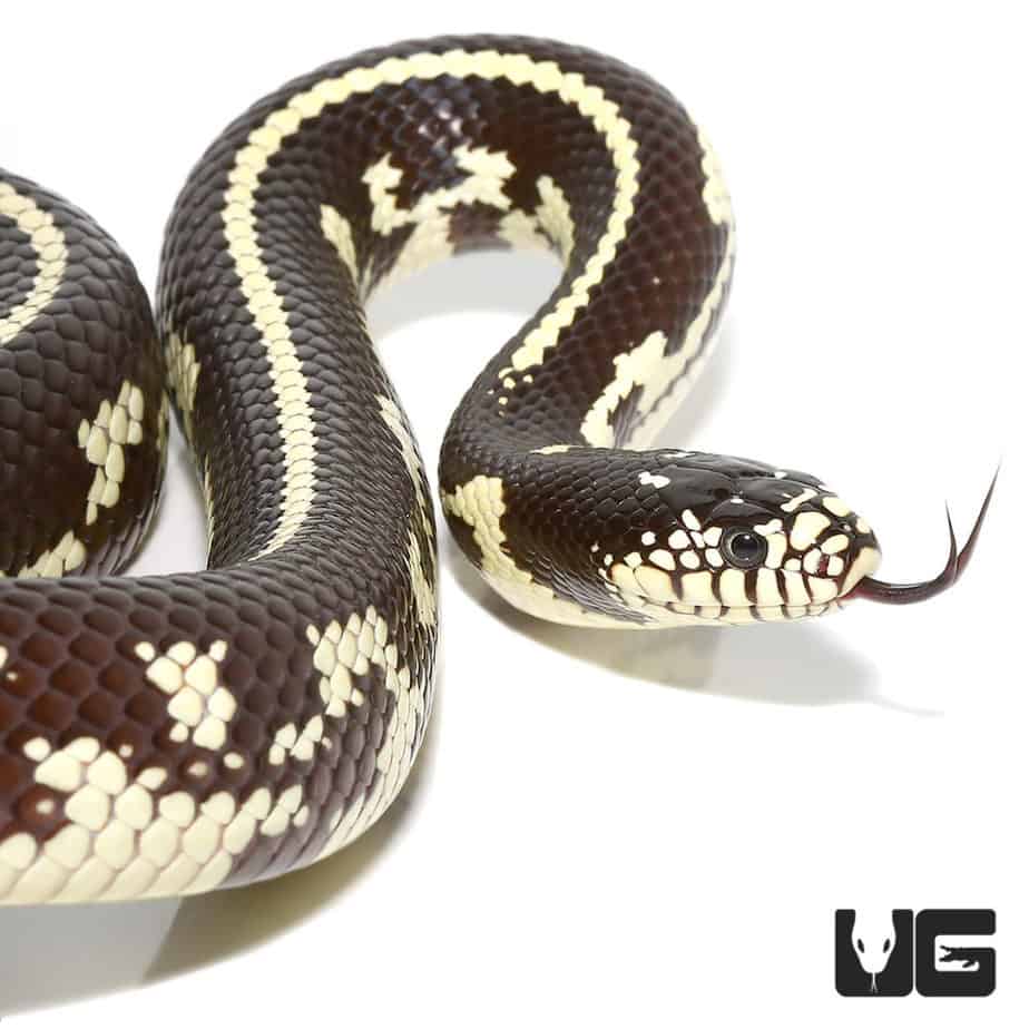 Yearling Chocolate California Kingsnake for sale - Underground Reptiles