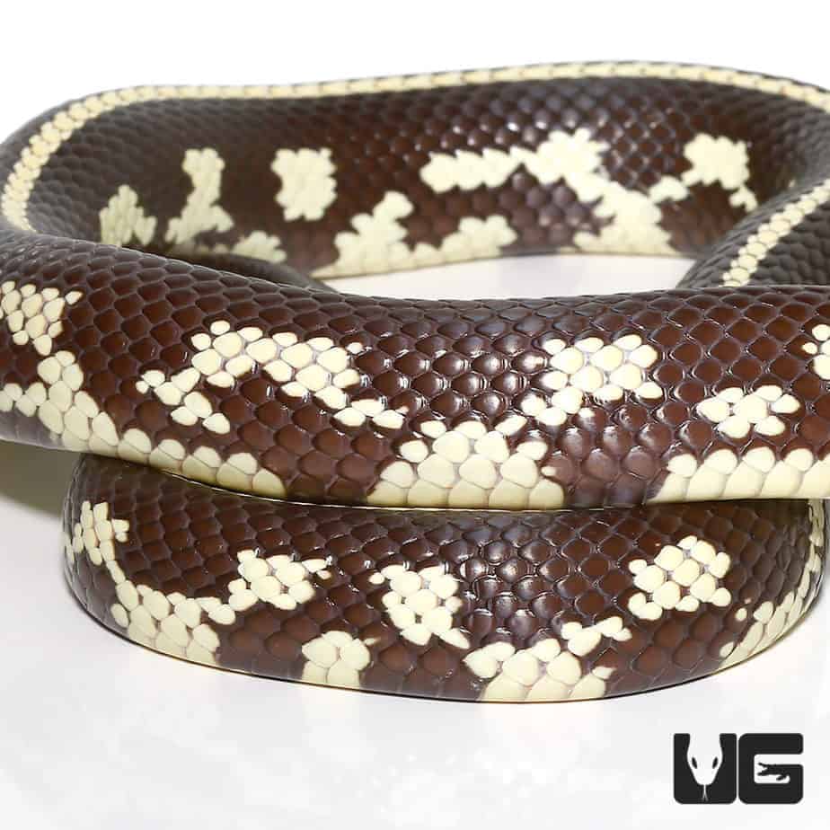 Yearling Chocolate California Kingsnake for sale - Underground Reptiles