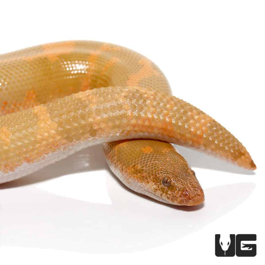 Adult Albino Kenyan Sand Boas (Eryx colubrinus) For Sale - Underground ...