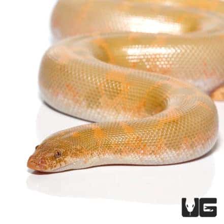 Adult Albino Kenyan Sand Boas (Eryx colubrinus) For Sale - Underground ...