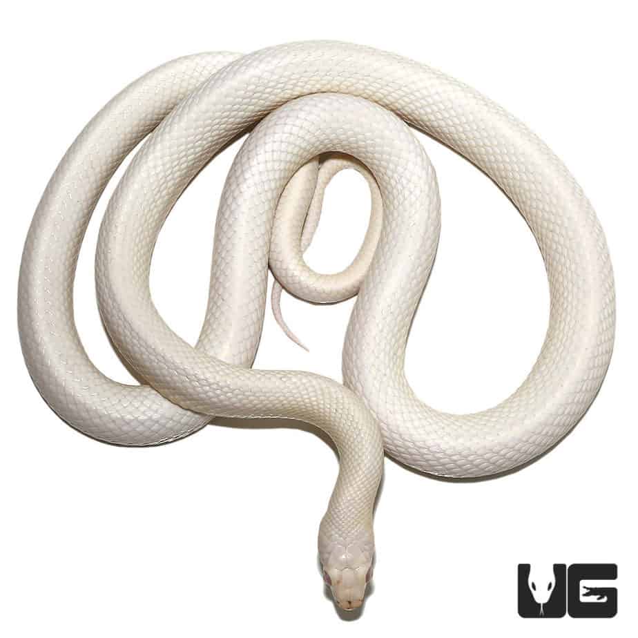 Albino Leucistic Texas Ratsnakes (Bogertophis subocularis) For Sale ...
