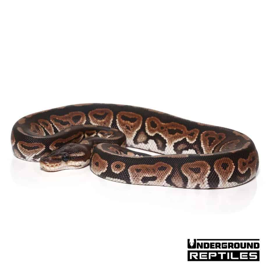 Baby Cinnamon Ball Python Het Clown (Python regius) For Sale ...