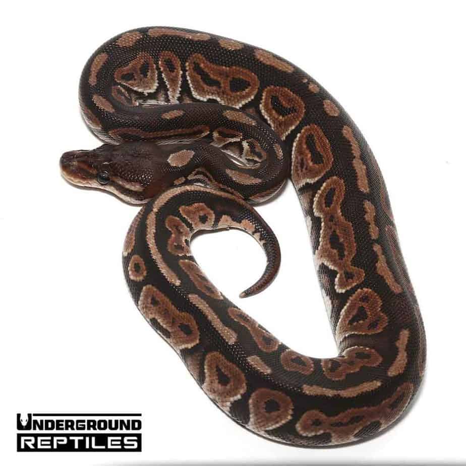 Ball Pythons For Sale - Underground Reptiles