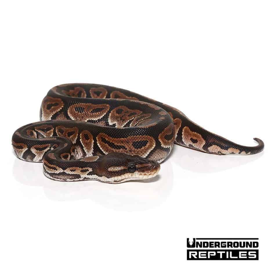 Ball Pythons For Sale - Underground Reptiles