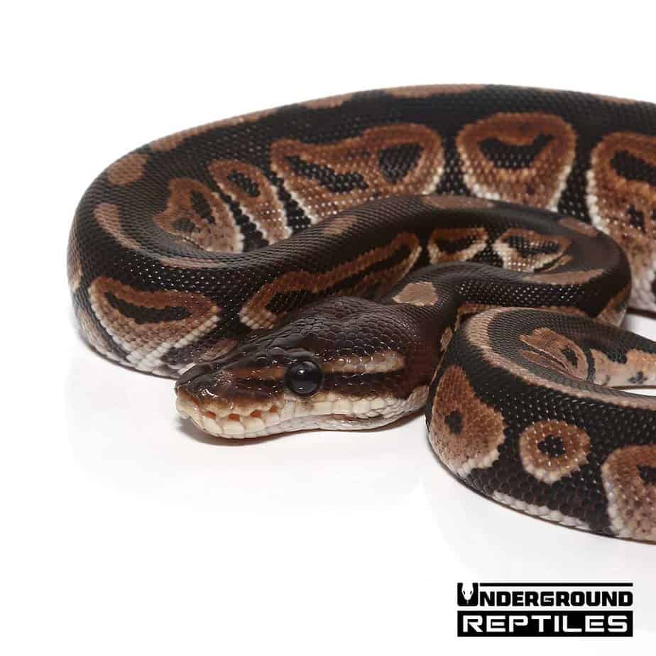Baby Cinnamon Ball Python Het Clown (Python regius) For Sale ...