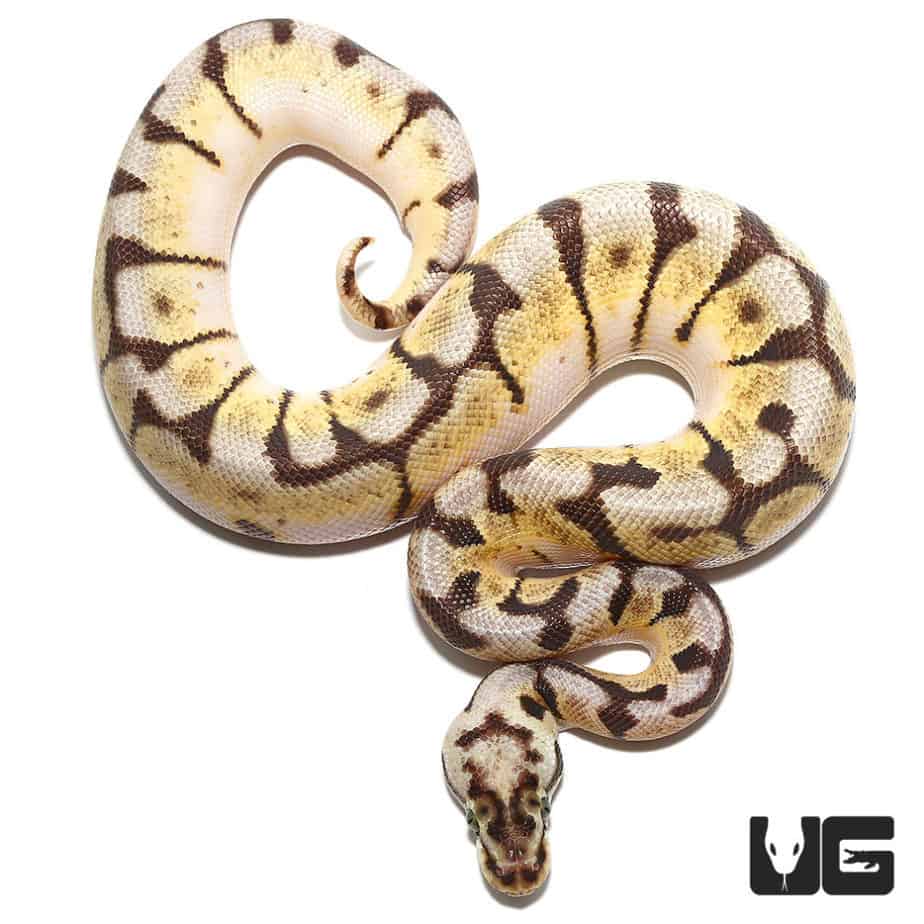 Baby Ball Pythons For Sale - Underground Reptiles
