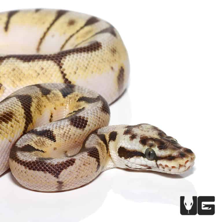 Baby Ball Pythons For Sale - Underground Reptiles