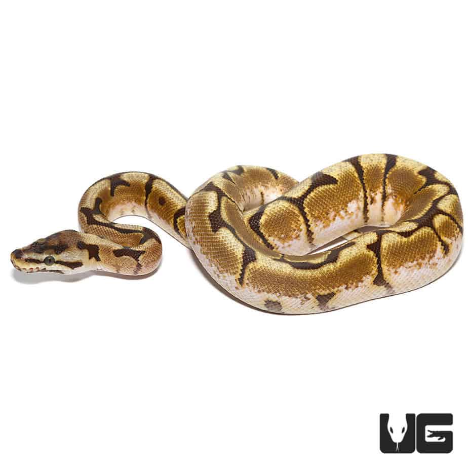 Enchi Fire Spider Het Clown Ball Pythons For Sale Underground Reptiles