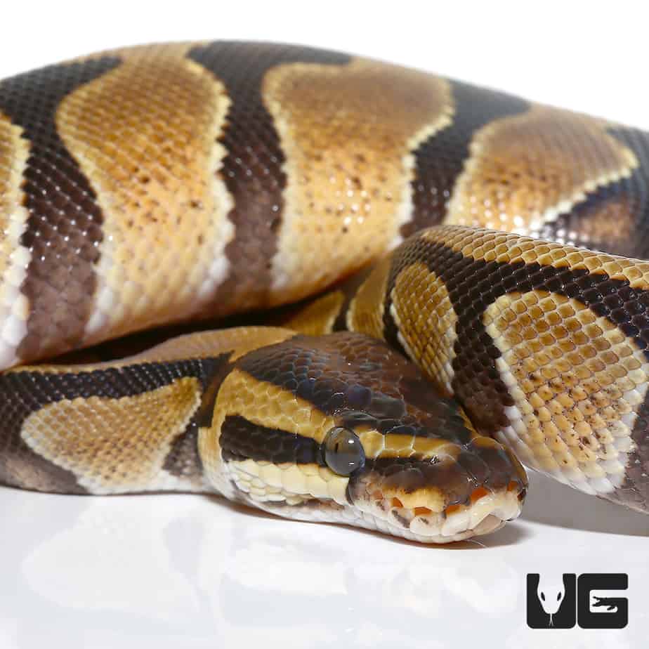 Snakes For Sale - Underground Reptiles