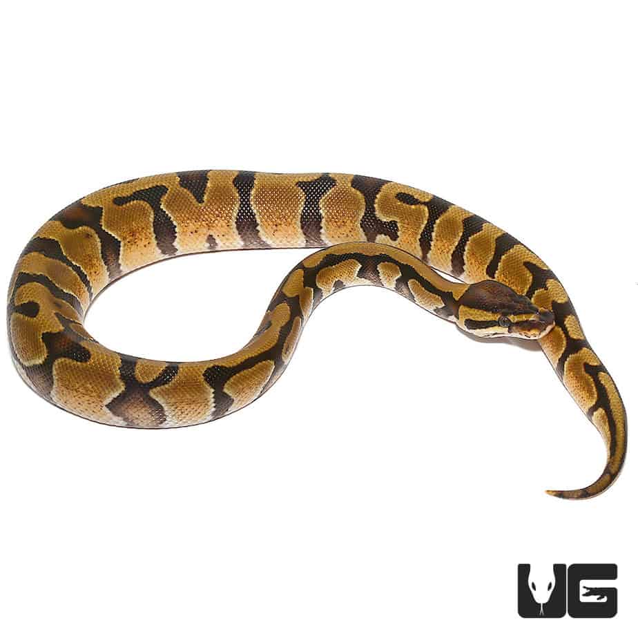 Baby Enchi Yellowbelly Ball Python (Python regius) For Sale ...