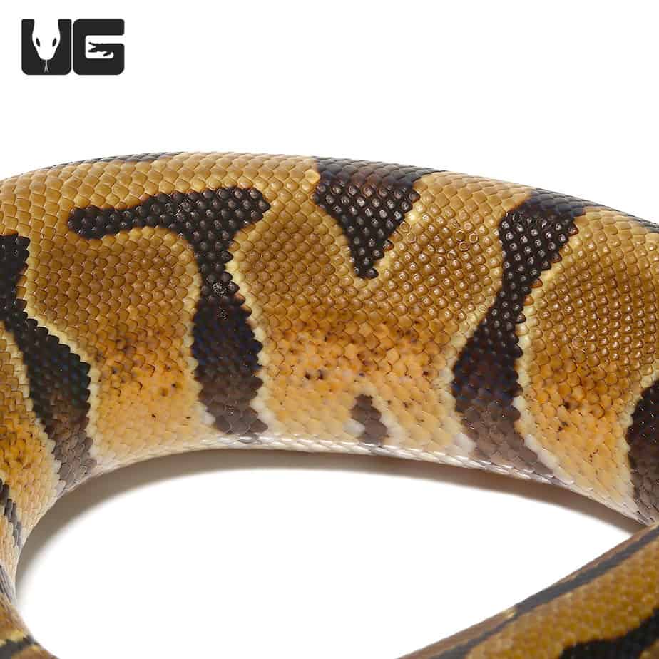 Baby Enchi Yellowbelly Ball Python (Python regius) For Sale ...