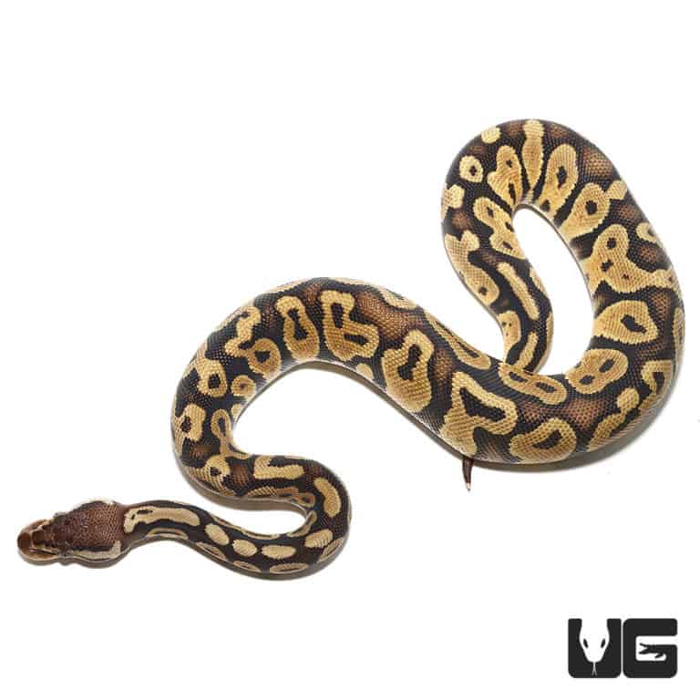 Baby Ball Python Het VPI Axanthic For Sale - Underground Reptiles