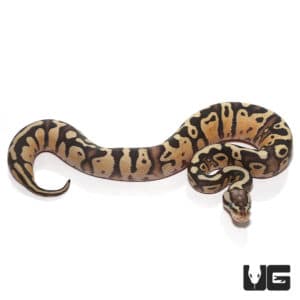 Ball Pythons For Sale - Underground Reptiles