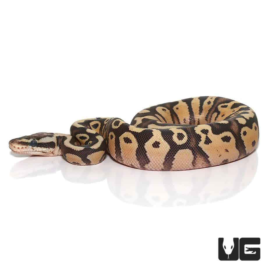 Baby Ball Pythons For Sale - Underground Reptiles
