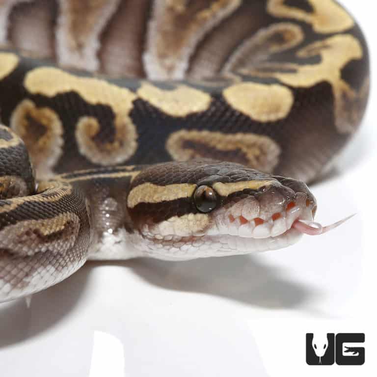 Baby Ball Pythons For Sale - Underground Reptiles