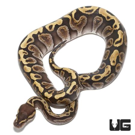 Baby Ball Pythons For Sale - Underground Reptiles